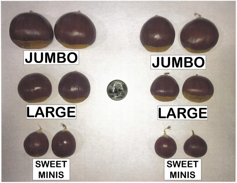 Large – Chestnut Growers Inc